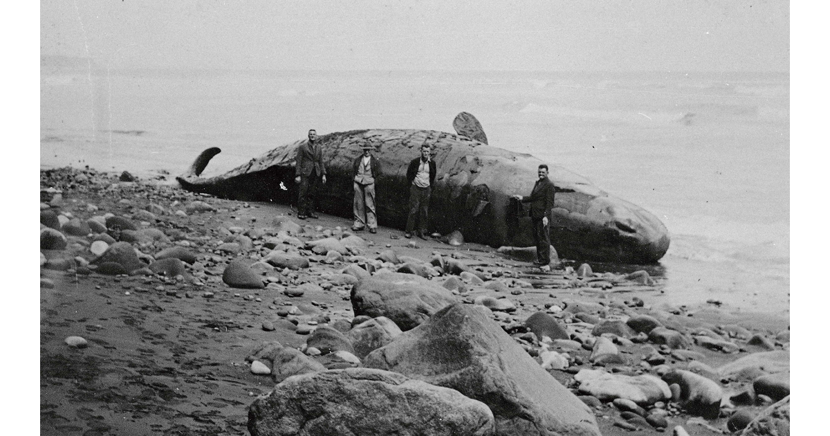 Item of Interest / Photography - Historical | MAD on New Zealand