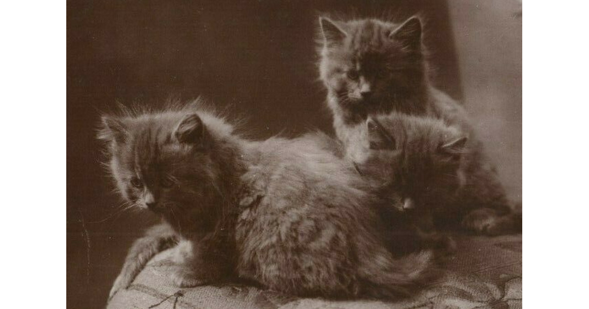 Cat Nostalgia / Photography | MAD on New Zealand