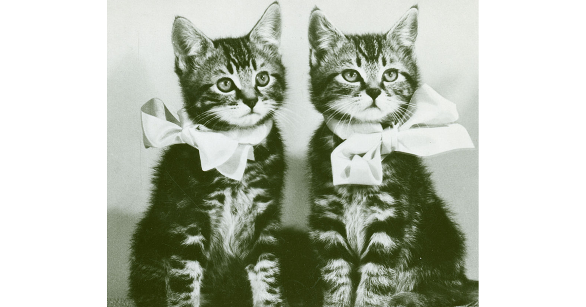 Cat Nostalgia / Photography | MAD on New Zealand
