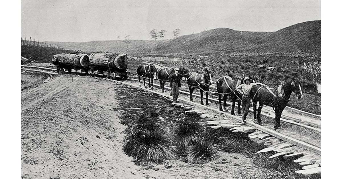 Timber Industry / Photography - Historical | MAD on New Zealand