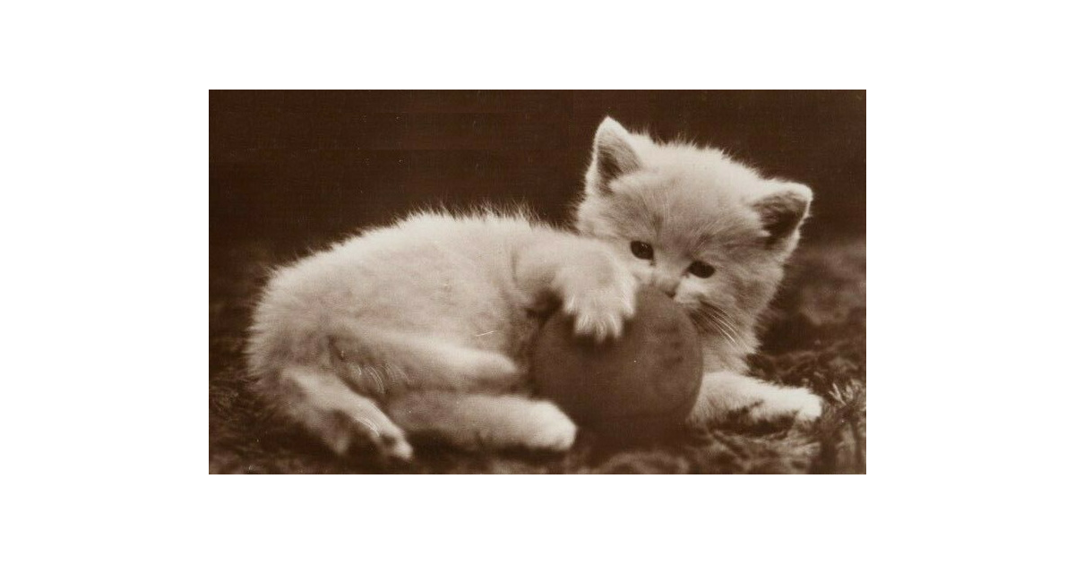 Cat Nostalgia / Photography | MAD on New Zealand