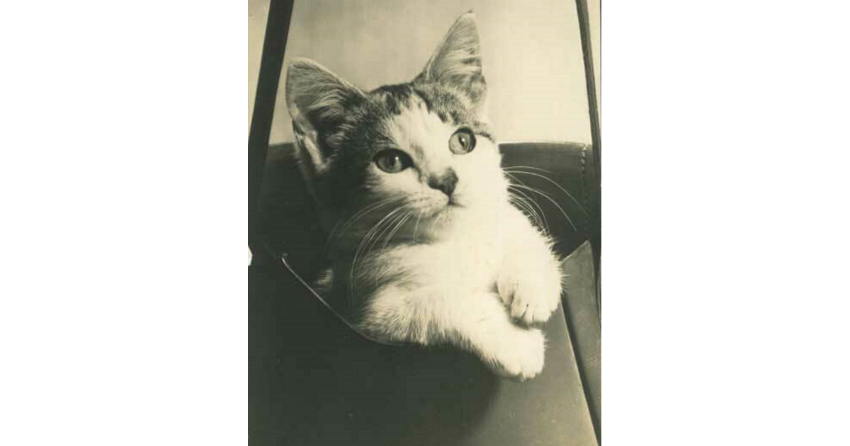 Cat Nostalgia / Photography | MAD on New Zealand