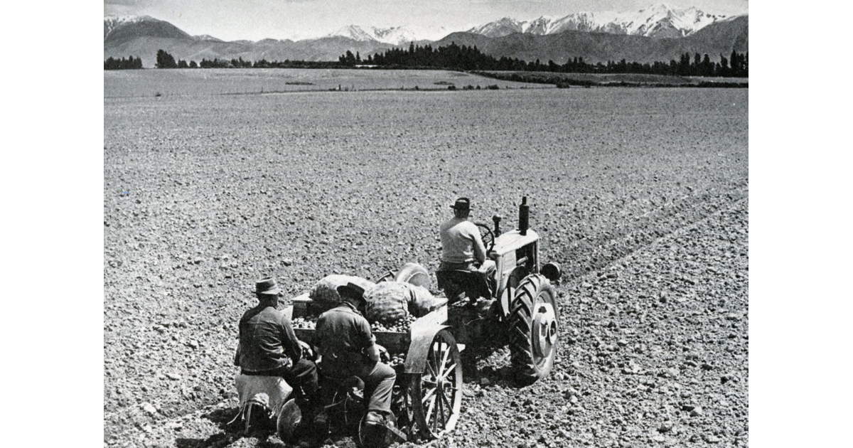 Agriculture Industry / Photography - Historical | MAD on New Zealand