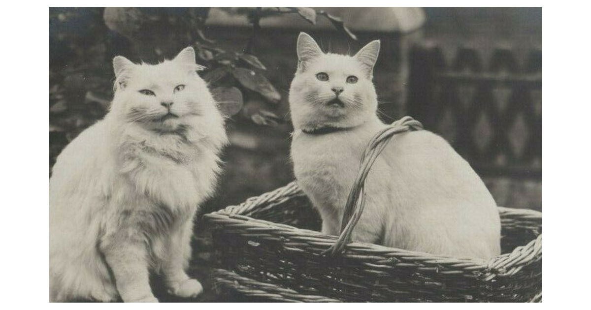 Cat Nostalgia / Photography | MAD on New Zealand