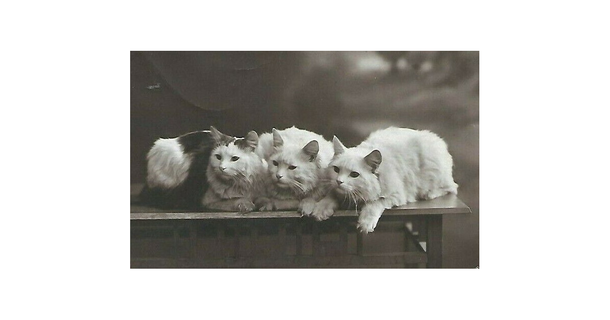 Cat Nostalgia / Photography | MAD on New Zealand