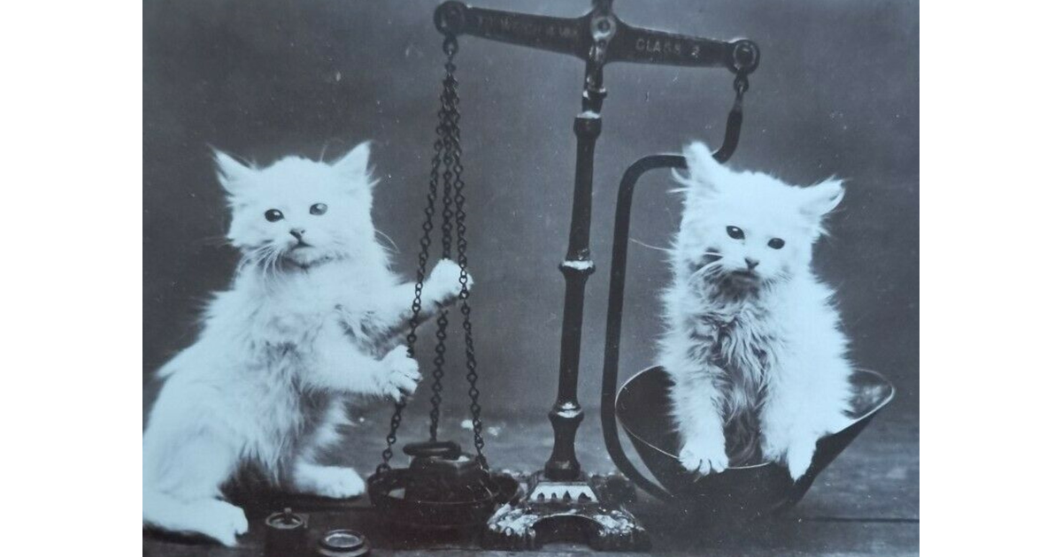 Cat Nostalgia / Photography | MAD on New Zealand