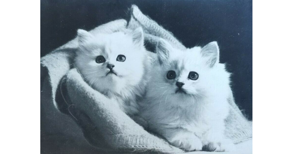 Cat Nostalgia / Photography | MAD on New Zealand
