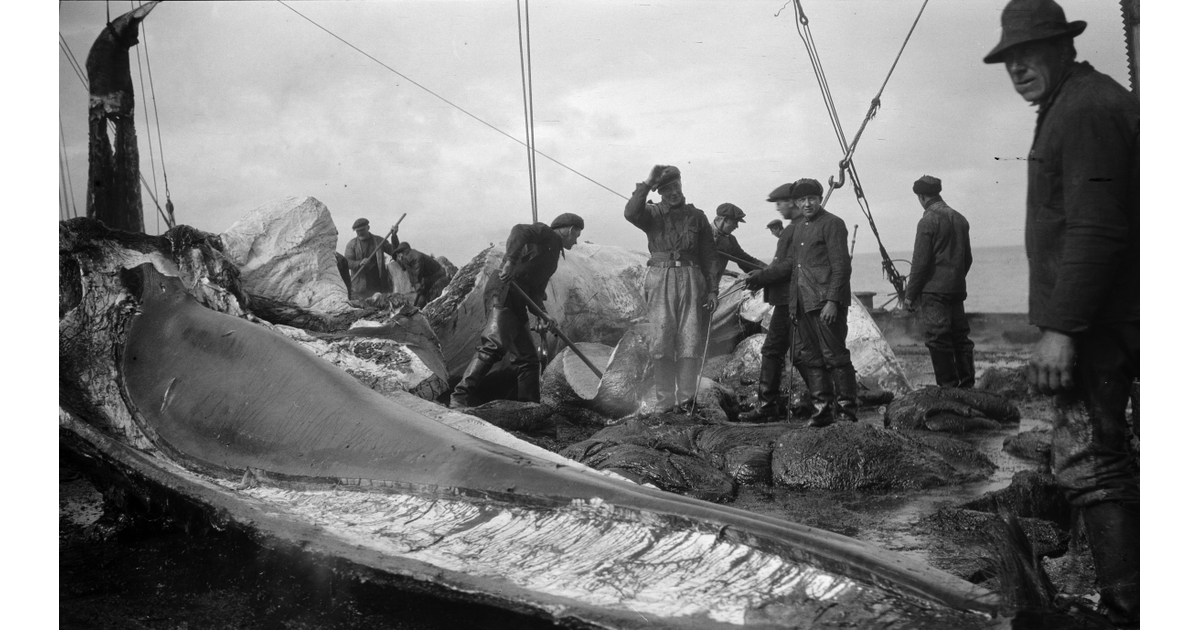 Fishing Industry / Photography - Historical | MAD on New Zealand