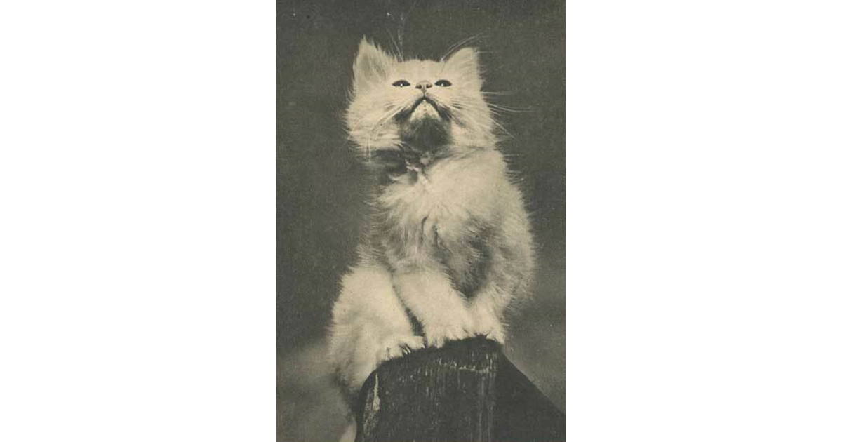 Cat Nostalgia / Photography | MAD on New Zealand