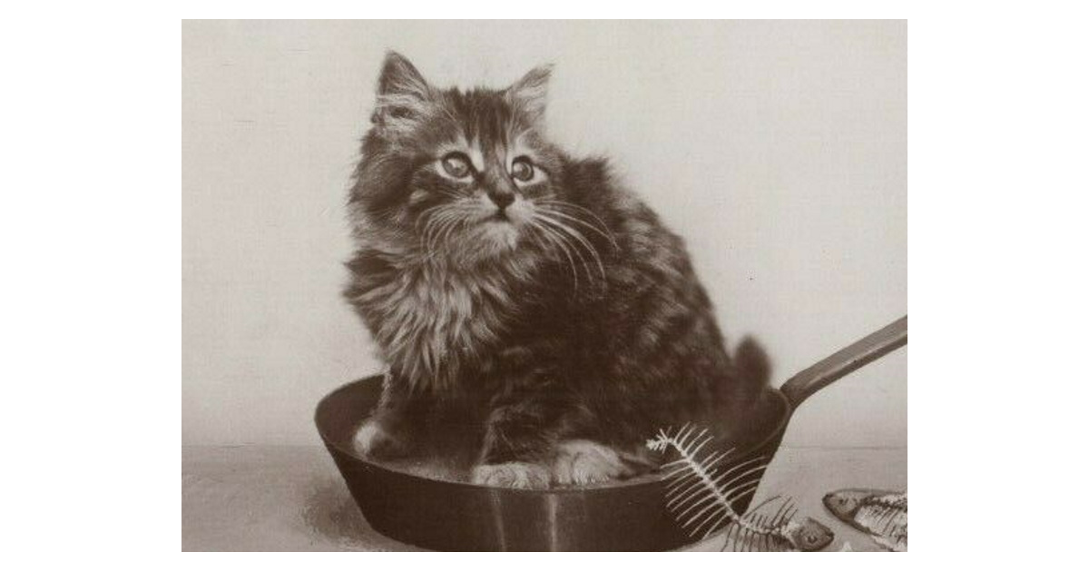 Cat Nostalgia / Photography | MAD on New Zealand