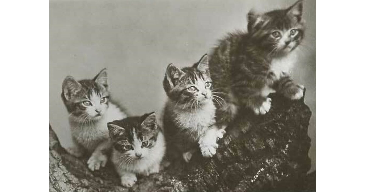 Cat Nostalgia / Photography | MAD on New Zealand