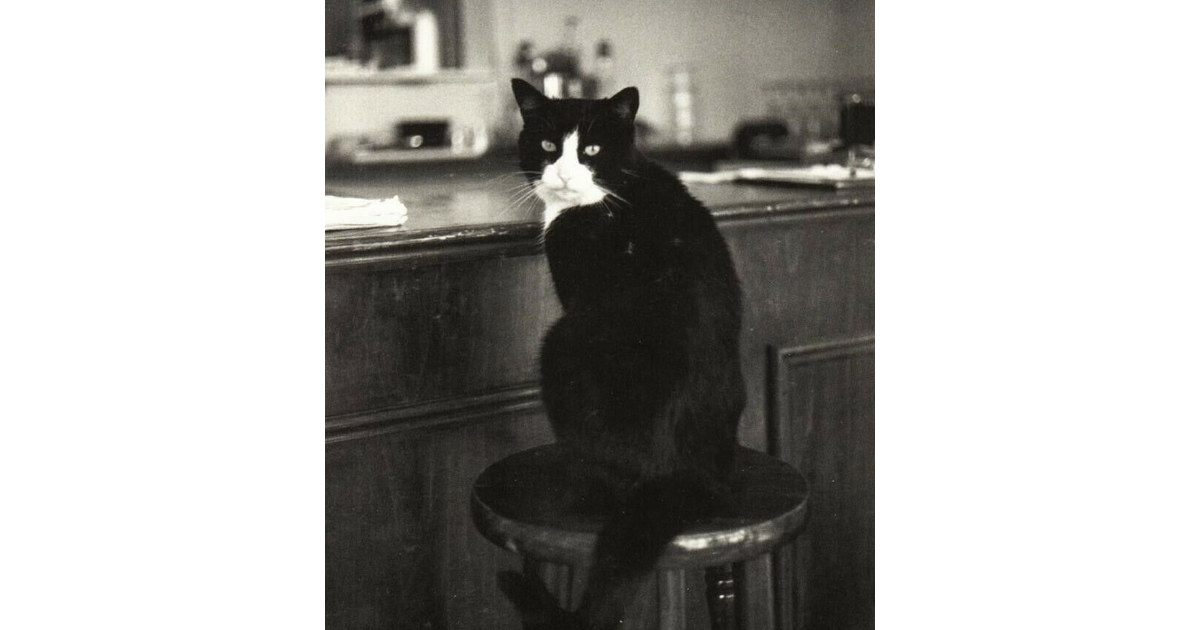 Cat Nostalgia / Photography | MAD on New Zealand