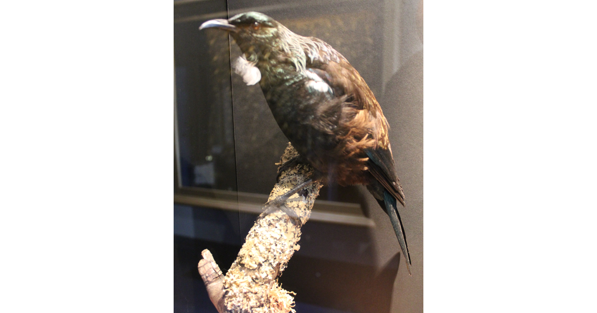 Museum - Photo Galleries / General - Photos - Wairoa Museum | MAD on ...