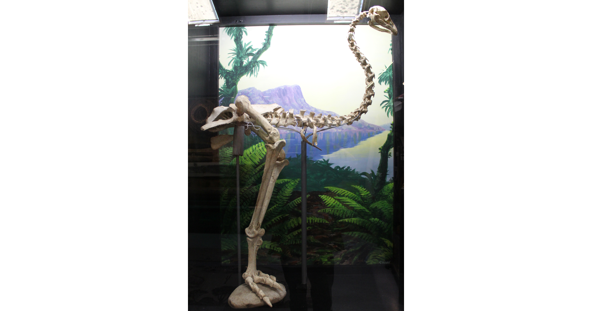 Museum - Photo Galleries / General - Photos - Wairoa Museum | MAD on ...